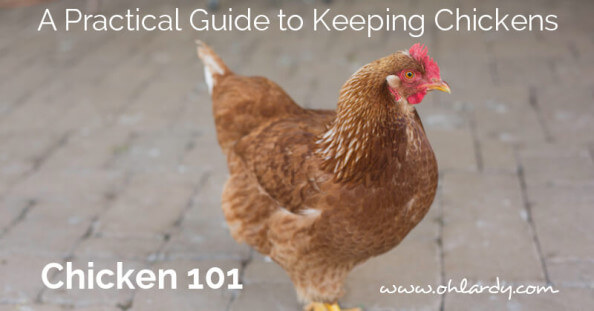 A Practical Guide to Keeping Chickens: Chicken Basics