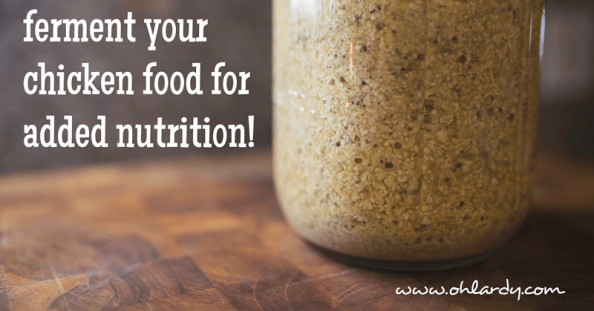 Fermented Chicken Feed - Oh Lardy