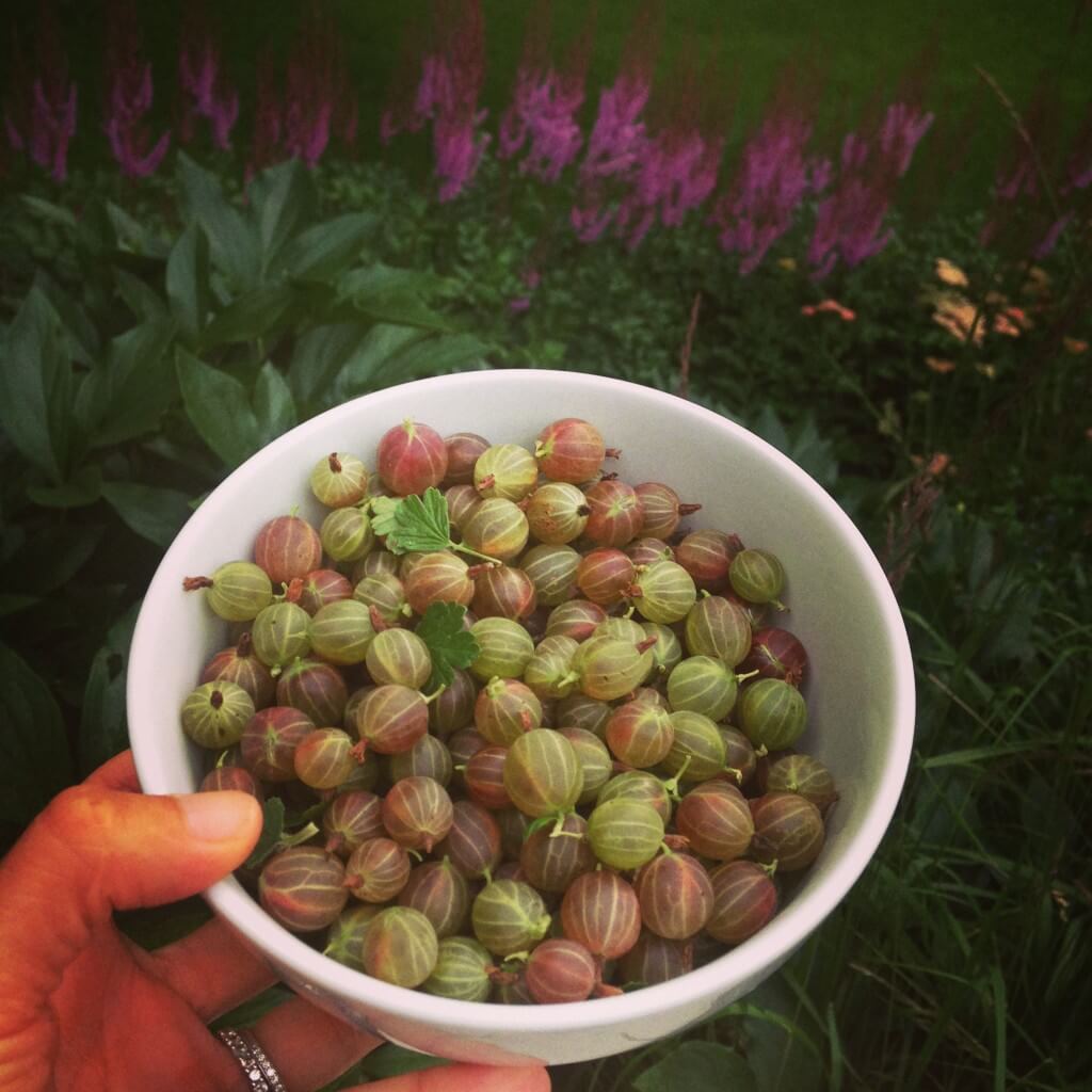 Gooseberry Cobbler - A Once in a Summer Dessert