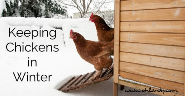 The Definitive Guide to Keeping Chickens in the Winter - Oh Lardy